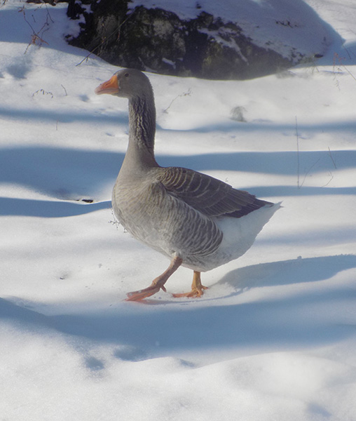 Contact Us : Country Lady Antiques